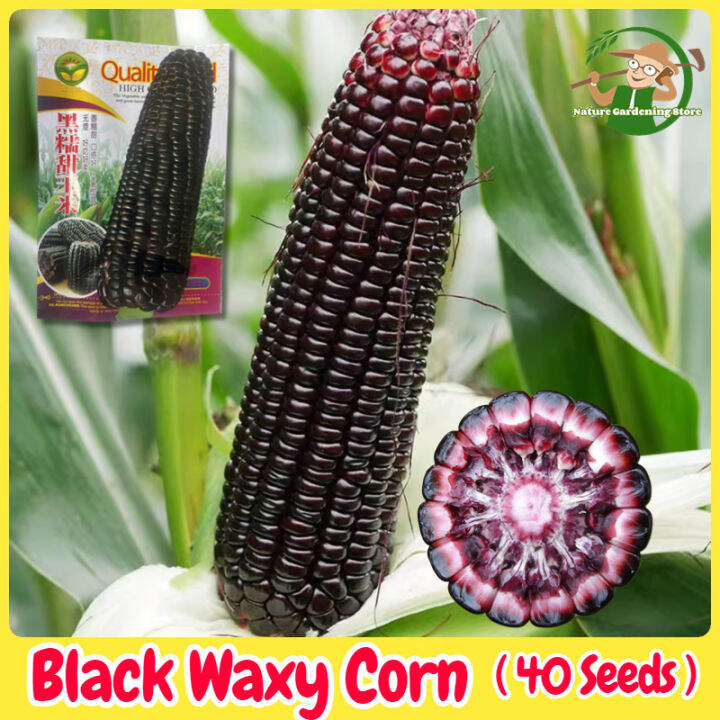 Sweet Glutinous Black Corn Seeds (40 Seeds) Black Sweet Corn Seeds for ...
