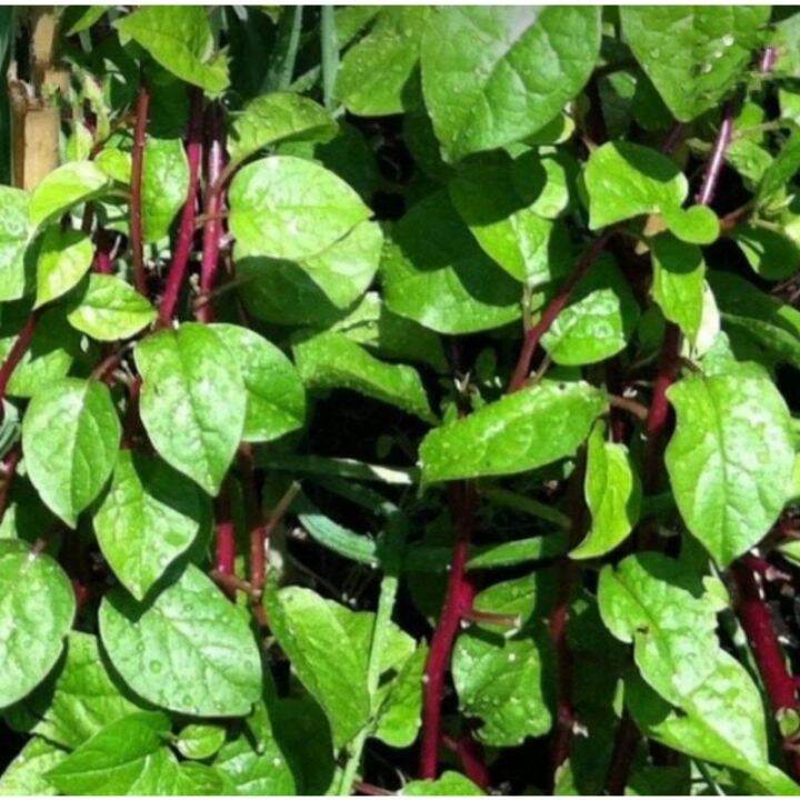 Red Malaba spinach alugbati seeds (50 grains / bag) ready to grow ...