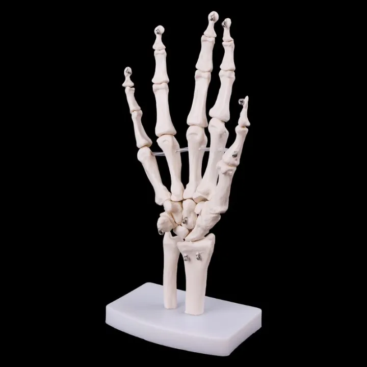 2021Medical props model Free postage Hand Joint Anatomical Skeleton ...