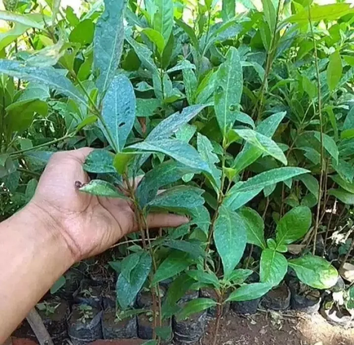 Tanaman dapur salam - pohon salam - bibit salam | Lazada Indonesia