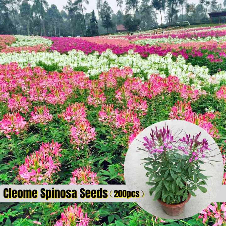 [Fast Germination] 200pcs Mixed Colors Cleome Spinosa Seeds Flower Seeds for Planting Flowering ...
