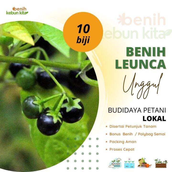 Benih Unggul Biji Bibit Sayuran Leunca Ranti Bibit Tanaman Sayur ...