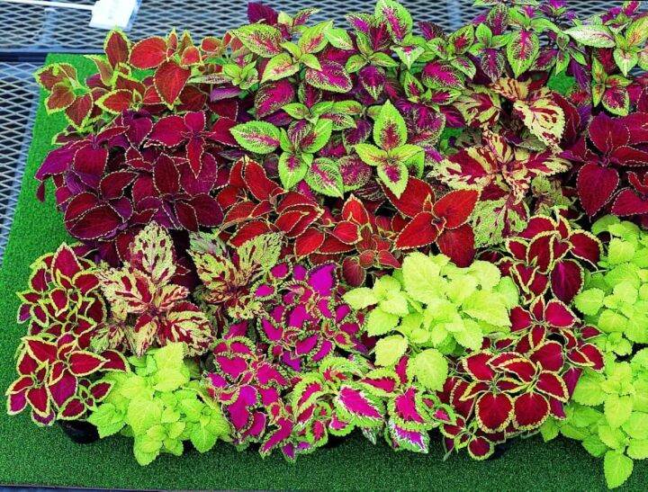RAISE ME UP: Seeds Coleus Multi-Color Varieties Mix (French Quarter ...