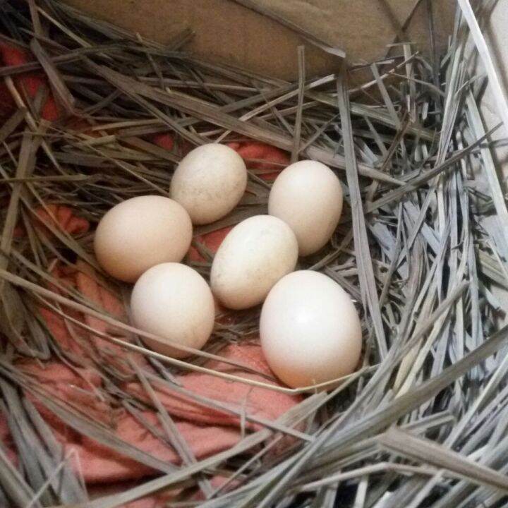 telur ayam kampung fertil,bs untuk jamu,per 5 butir | Lazada Indonesia