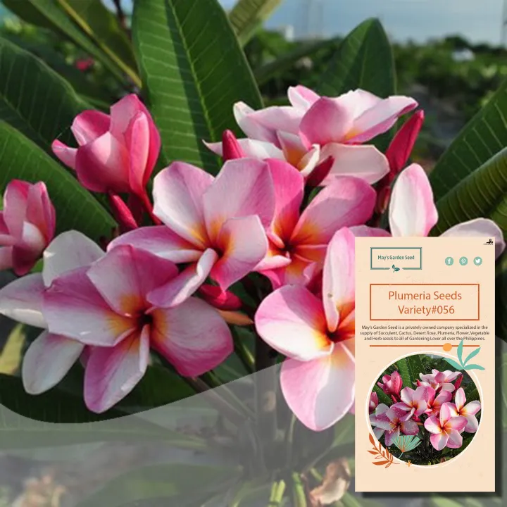 Stripe Pattern While and Pink Color Kalachuchi Seeds, Plumeria Seeds ...