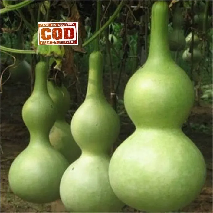 LABU BOTOL / LABU AIR BOTOL 10 PCS biji / bibit / benih LABU BOTOL ...