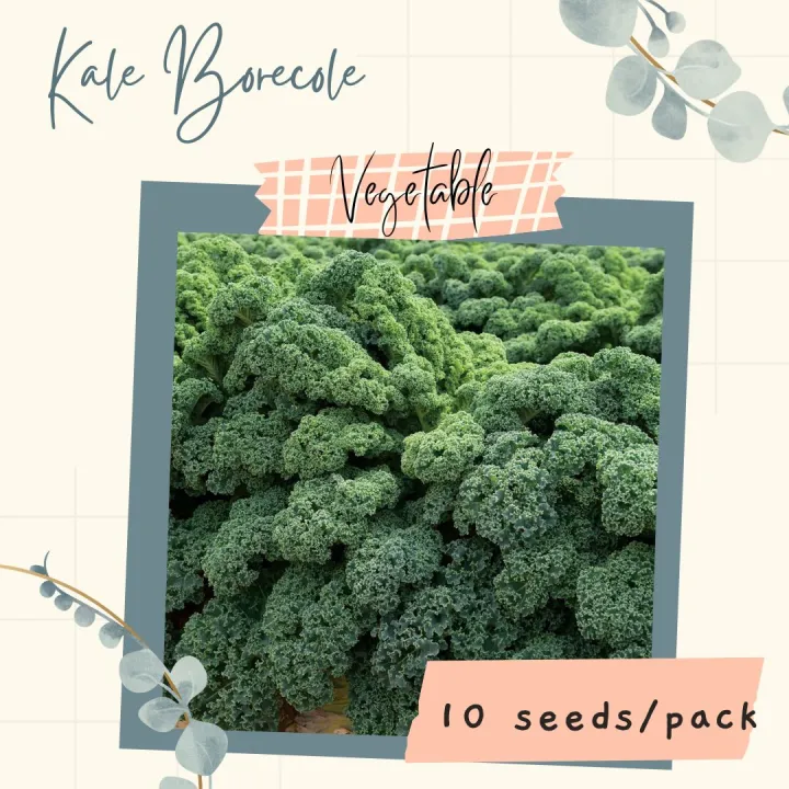 Green KALE Borecole Seeds for Planting (10 seeds) VEGGIES | Lazada PH