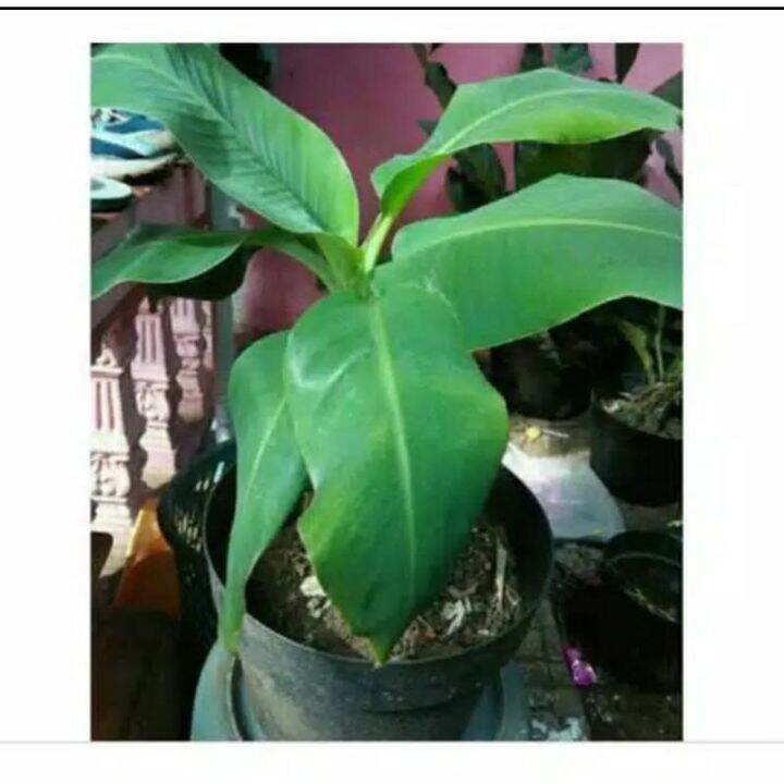 Bibit pisang Brazil ( pisang mini) | Lazada Indonesia