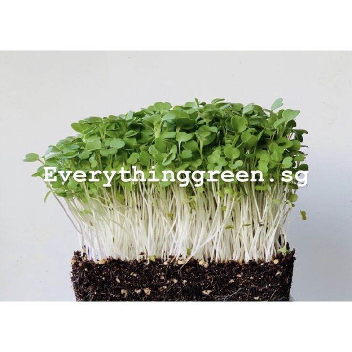 Arugula Rocket Microgreen Sprout Vegetable Seeds Pack - Certified ...