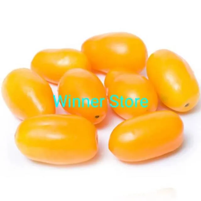12 tomat kurma emas lonjong oval gold golden date palm dates tomato ...