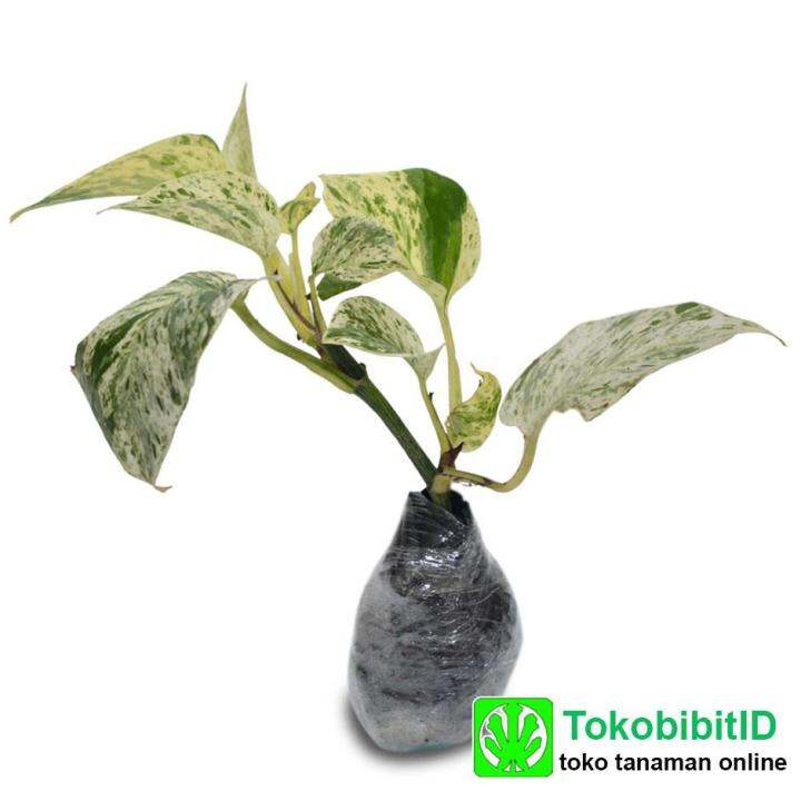 Tanaman Hias Sirih Belanda Putih | Lazada Indonesia