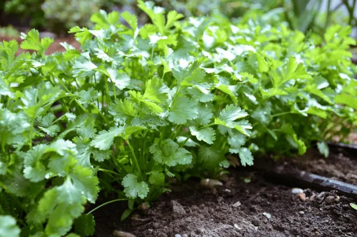 CORIANDER / CILANTRO / WANSOY - HERBS SEEDS (It's a seed, not a plant ...