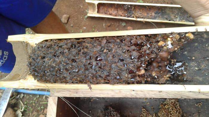 Madu Klanceng / Lanceng / Trigona ASLI Murni 100% kemasan 250ml ...