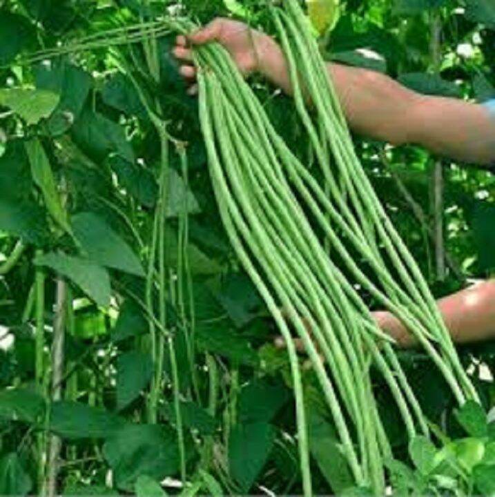 SITAW SEEDS 1 METER LONG (STRING BEANS) | Lazada PH