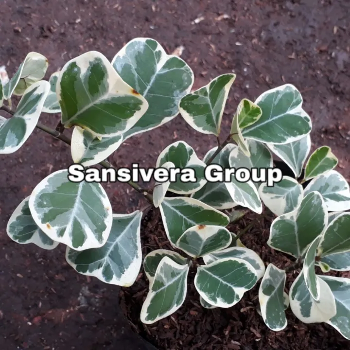 Tanaman Ficus Triangularis Variegata / Beringin Kupu Kupu | Lazada ...