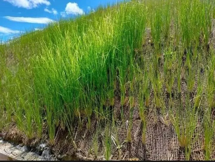 JPY Online shop / 100 pcs Vetiver Grass ( Chrysopogon zizanioides ) Slips For Slope Protection ...