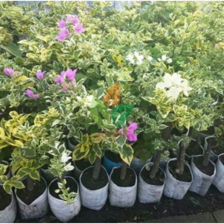 tanaman bugenvil varigata bunga kertas tinggi pohon 40-50 cm | Lazada ...
