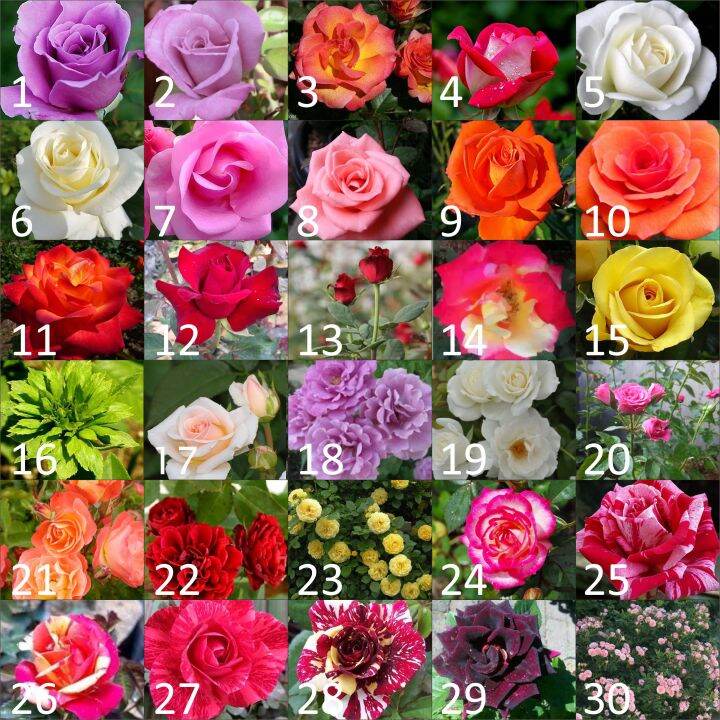 Paket Mawar Murah 10 Warna | Lazada Indonesia