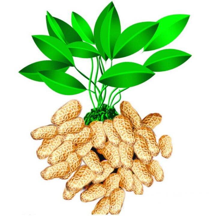 Special Vegetable Peanut Fertilizer Supplemental Plant Nutrition ...
