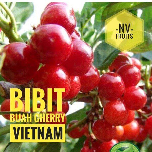 NO ONGKIR !!! bibit tanaman buah chery vietnam/ ceri vietnam manis | Lazada Indonesia