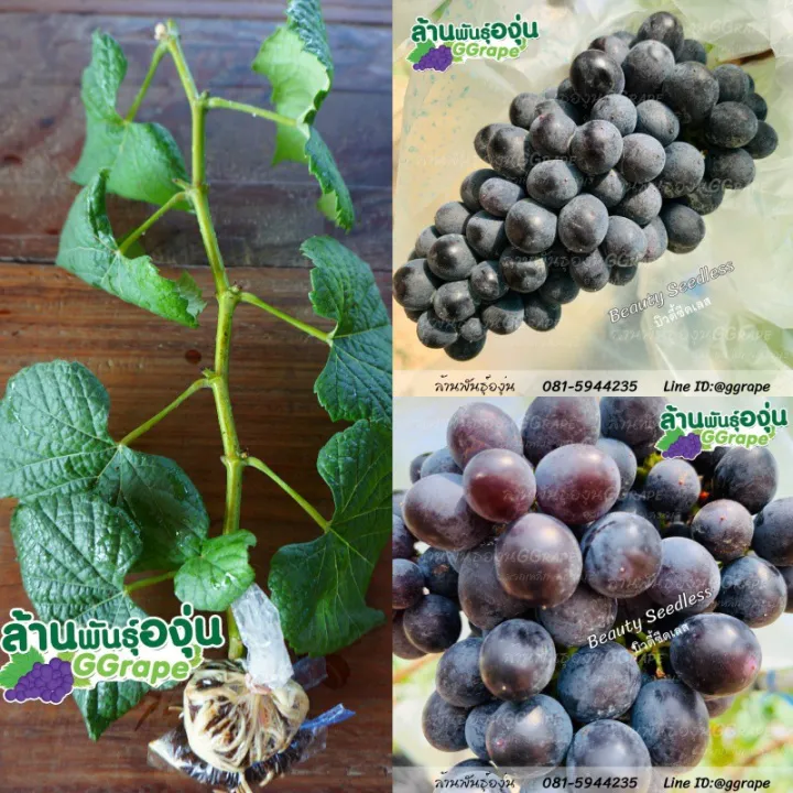 Wow Wow++ กิ่งพันธุ์องุ่น บิวตี้ ซีดเลส (Beauty Seedless) ไร้เมล็ด ราคา ...