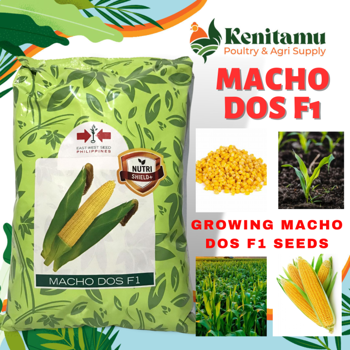 MACHO DOS F1 1KG (East-west Seeds Philippines.) | Lazada PH