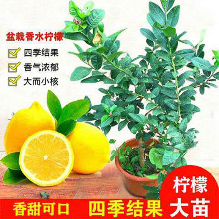 Lemon saplings with fruit perfume Lemon potted indoor balcony courtyard ...