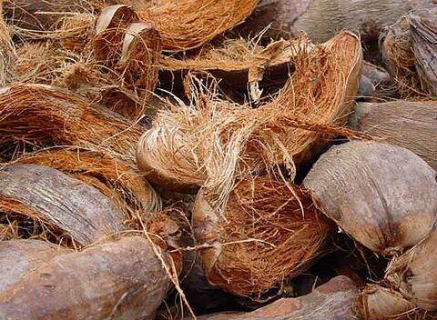 กาบมะพร้าว coconut sheath กาบมะพร้าวคุณภาพ 5 ลิตร กาบมะพร้าว ทำพาเลตได้ ...