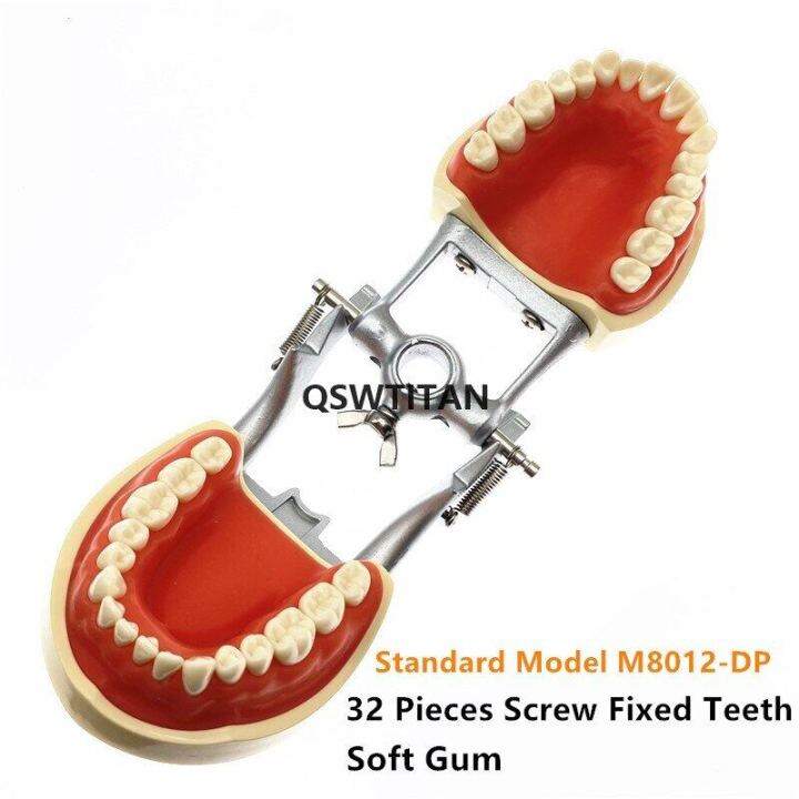 HETUN Dental Model Kilgore Nissin Type Dental Typodont Model With ...