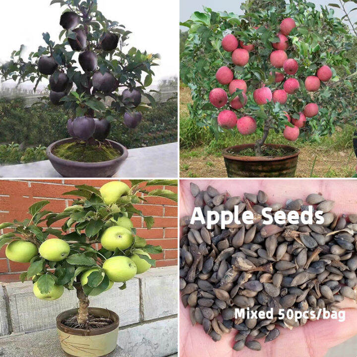 Fast Growing Dwarf Apple Seeds（50 Pcs Per Pack）Heirloom Variety Apple ...