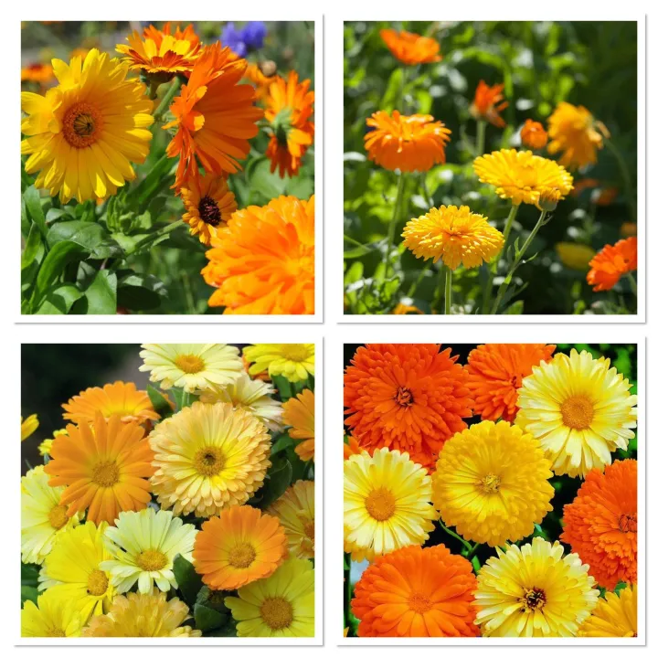 เมล็ดพันธุ์ ดอกคาเลนดูล่า คละสี (Calendula Flower Mix Seed) บรรจุ 100 ...