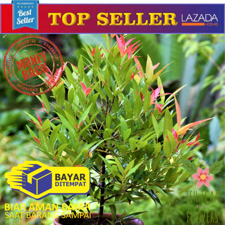 Tanaman Pucuk Merah Tanaman Hias Pucuk Merah Berkualitas Tanaman Hidup ...