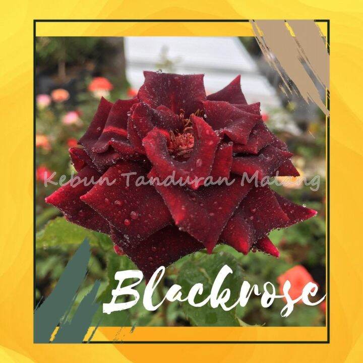 Bunga Mawar Hitam Blackrose bibit bunga mawar | Lazada Indonesia