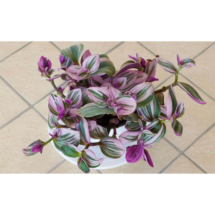 Pokok Telinga Kera Batik Cutting Wandering Jew Tradescantia Zebrina ...