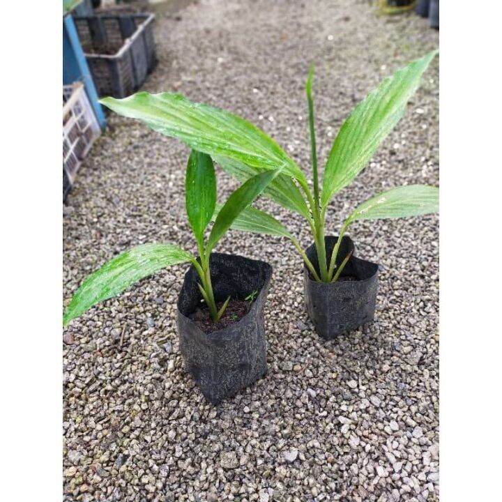 anak pokok pijat (kesing,cemomok,pepijat) | Lazada