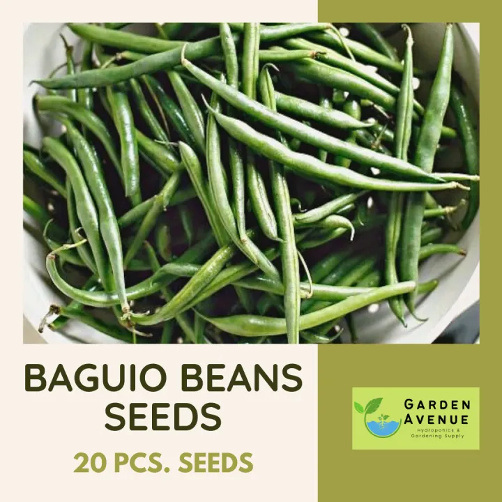 BAGUIO BEANS SEEDS (20pcs seeds) HYBRID/EASY TO GROW/HIGH YIELDING ...