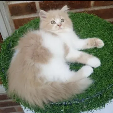 Harga Anak Kucing Anggora