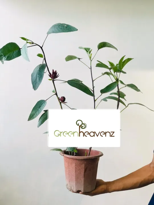 GHZ - Roselle Flower Live Plant Pokok Bunga Hidup Rozel Khasiat 洛神花 ...