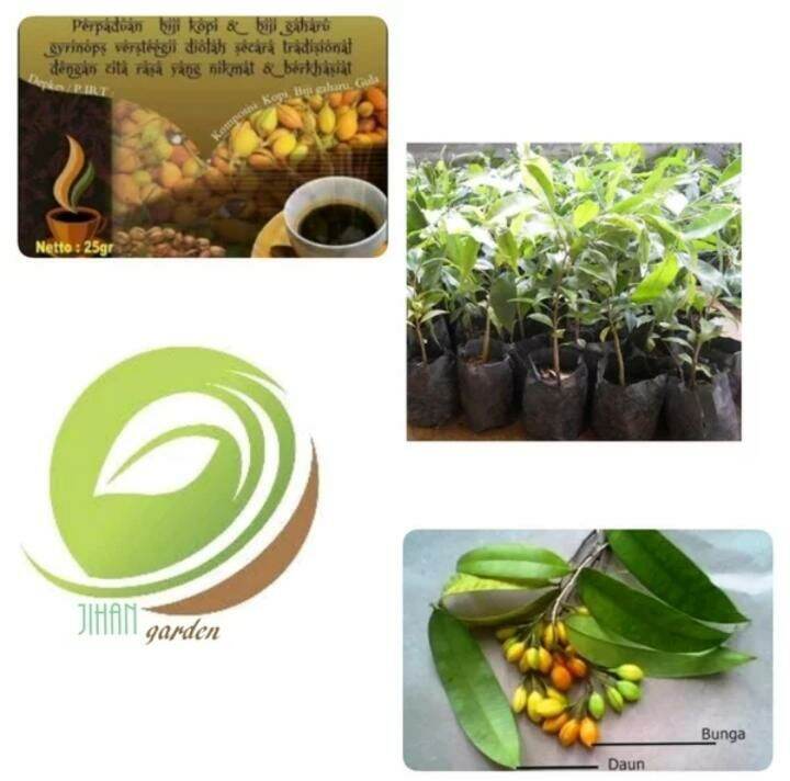 bibit pohon tanaman kayu gaharu super aquilaria malaccensis | Lazada ...