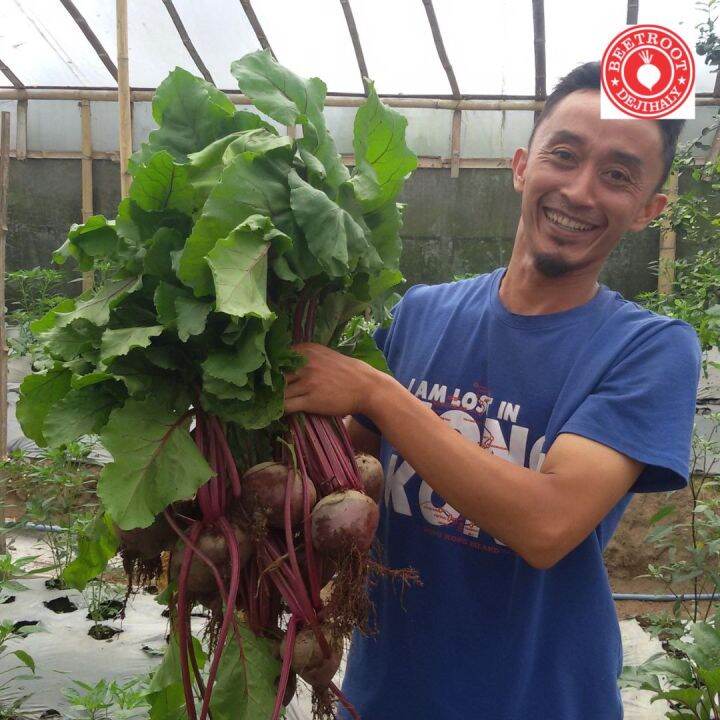 Buah Bit Buah Beet Yang Kaya Manfaat Bagi Kesehatan | Lazada Indonesia