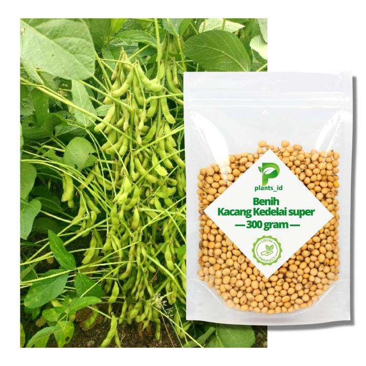 Benih Bibit Kacang Kedelai | Lazada Indonesia