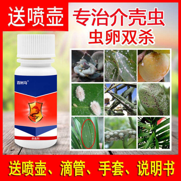Mealybug special medicine succulent sunflower happy tree persimmon tree ...