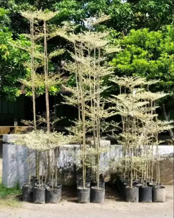 Pohon Ketapang Kencana Varigata Asli Tinggi 1 Meter Sesuai Gambar ...