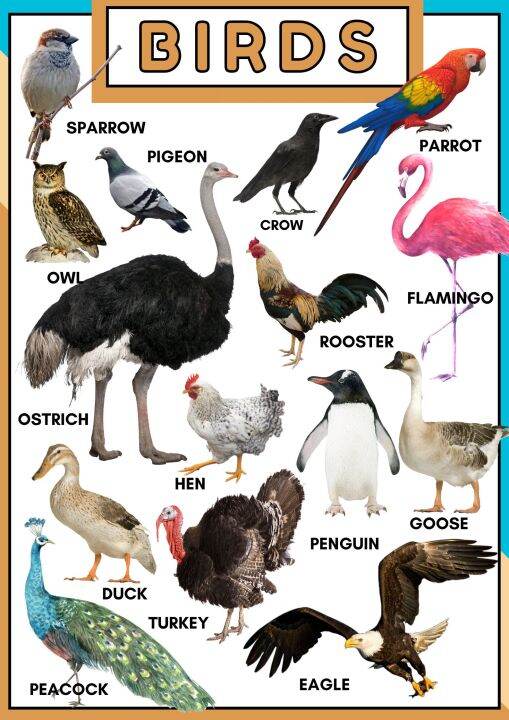 Birds Chart (A4 Glossy Paper Laminated ) | Lazada PH