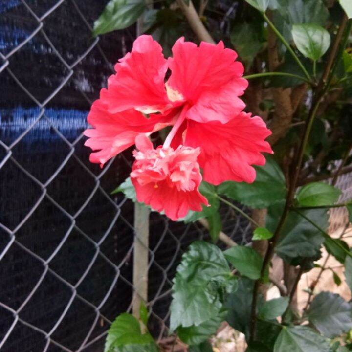 Keratan Pokok Bunga Raya Merah | Lazada