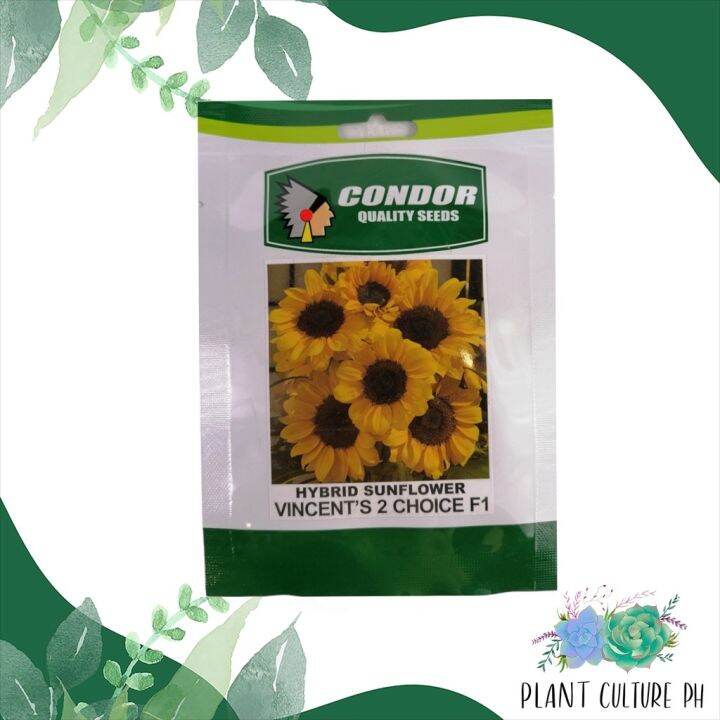Condor Quality Seeds Hybrid Sunflower Vincent's Choice (It's a seed ...