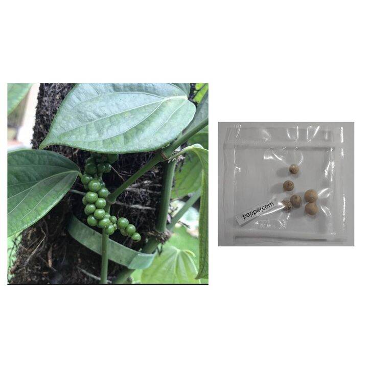 peppercorn plant seeds paminta piper nigrum | Lazada PH