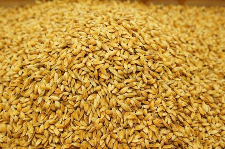 Satvik Chawal Ke Dhan ke Beej, Vadlu (Rice Paddy Seeds) Pooja Dhan ...