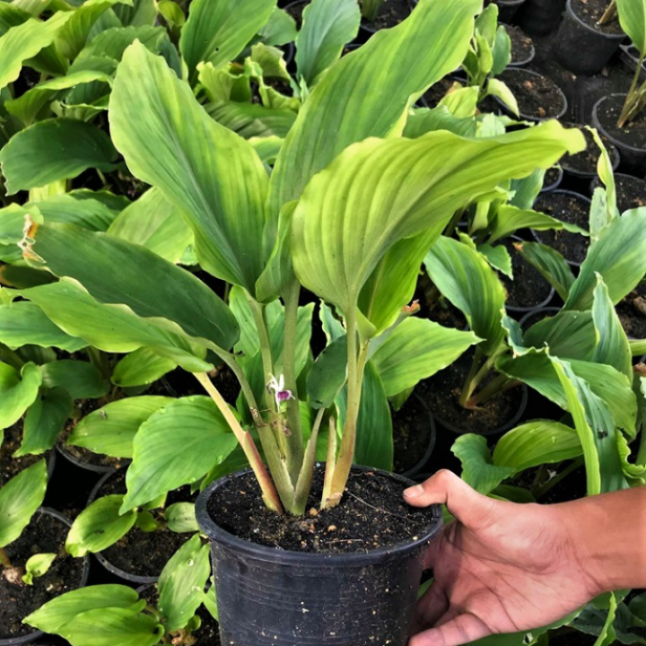 RARE / EXOTIC / NADIR Halia Hitam MARDI / Kunyit Hitam / Black Ginger ...