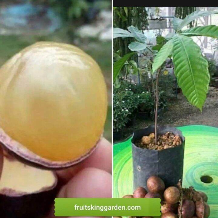 ANAK POKOK BUAH MATOA [WEST MALAYSIA ONLY] | Lazada